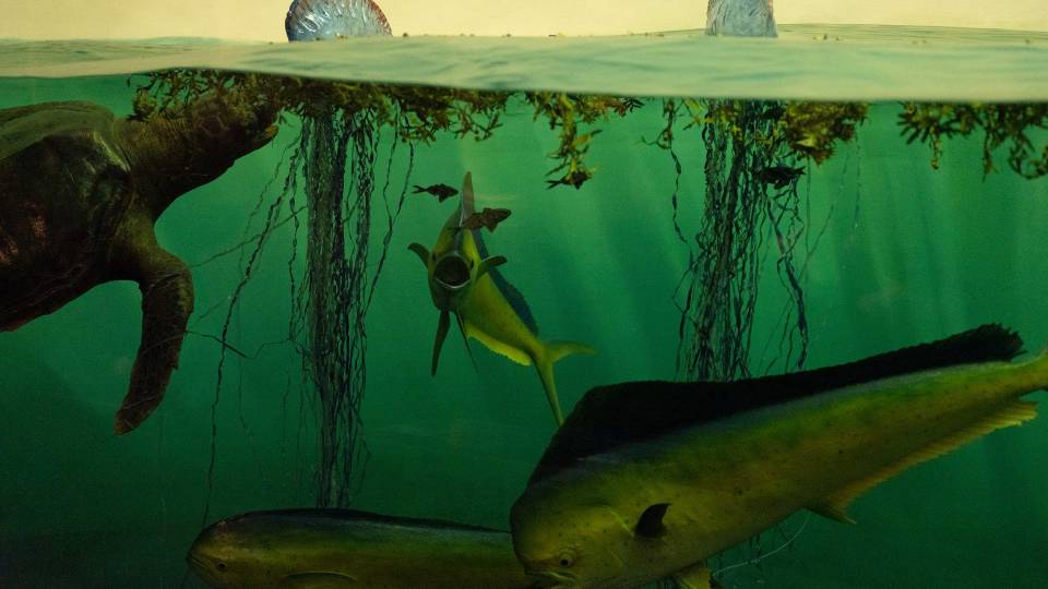 The Pacific Ocean’s oxygen-starved 'OMZ' is growing, Princeton research ...